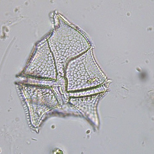 Peridinium sp. – Science Thursday